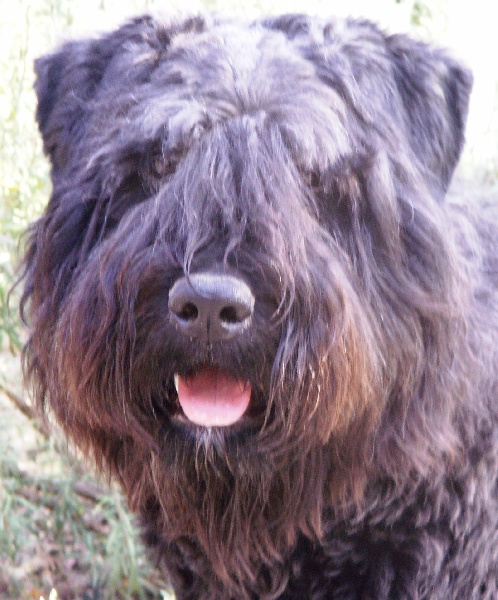 Chien Bouvier des Flandres Bergame Du Bain du Roy