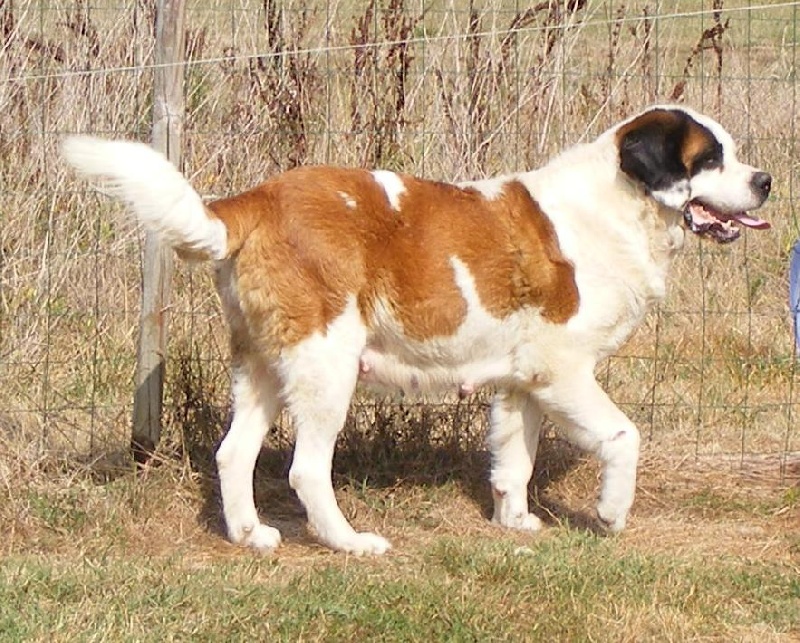 Chien Chien du Saint-Bernard Chipie (cody) du Vallon de la Monnerie