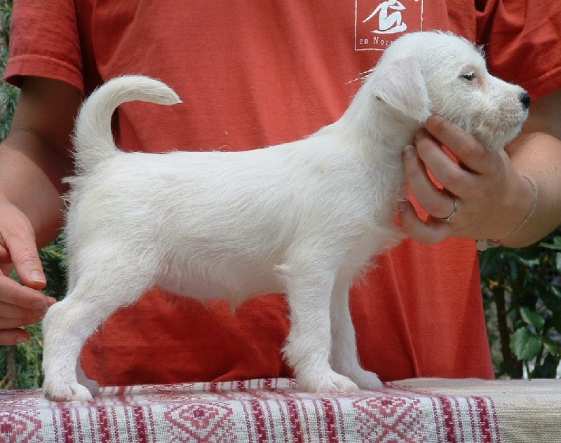 Chien Parson Russell Terrier Every Breath You Take du Grand Germancé