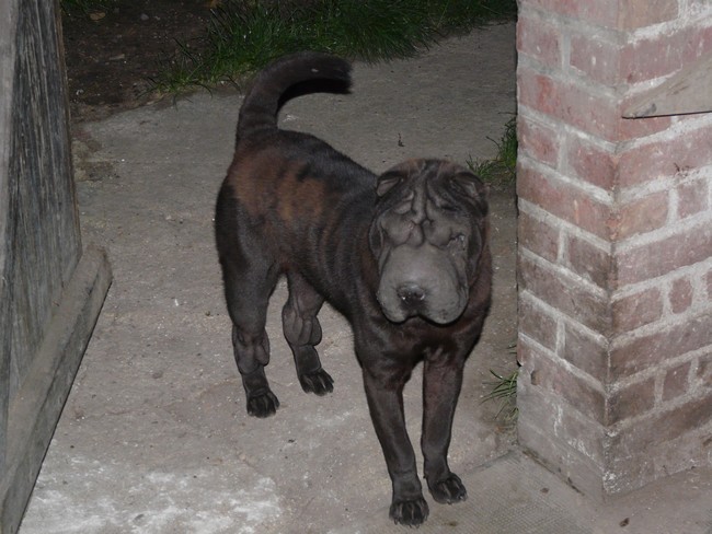 Chien Shar Pei Etoile des p'tits Gavrochins