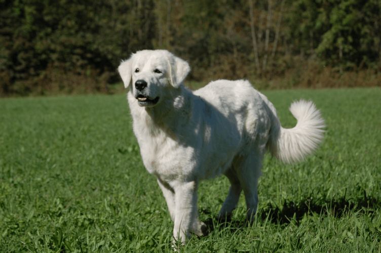 Chien Berger de Podhale - Tatra édelweiss Du printemps des olivets