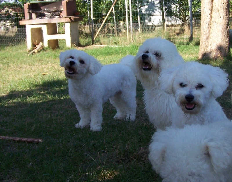 Chien Bichon Frise Dentelle lin yao de la grande equinoxe