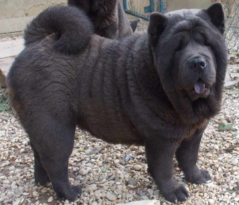 Chien Chow Chow E' djin blue du lee-dou des thitounes