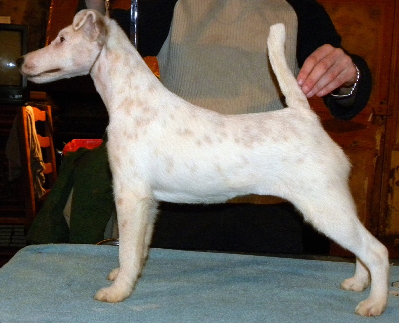 Chien Fox Terrier Poil lisse Frenchfox Fanta
