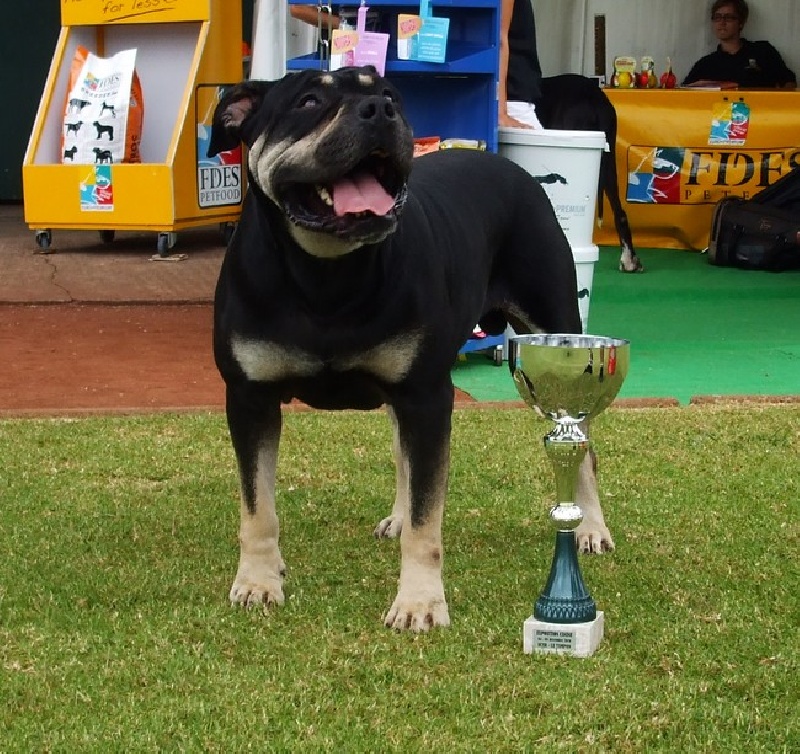 Chien Dogue de Majorque CH. Aaron haus sabat