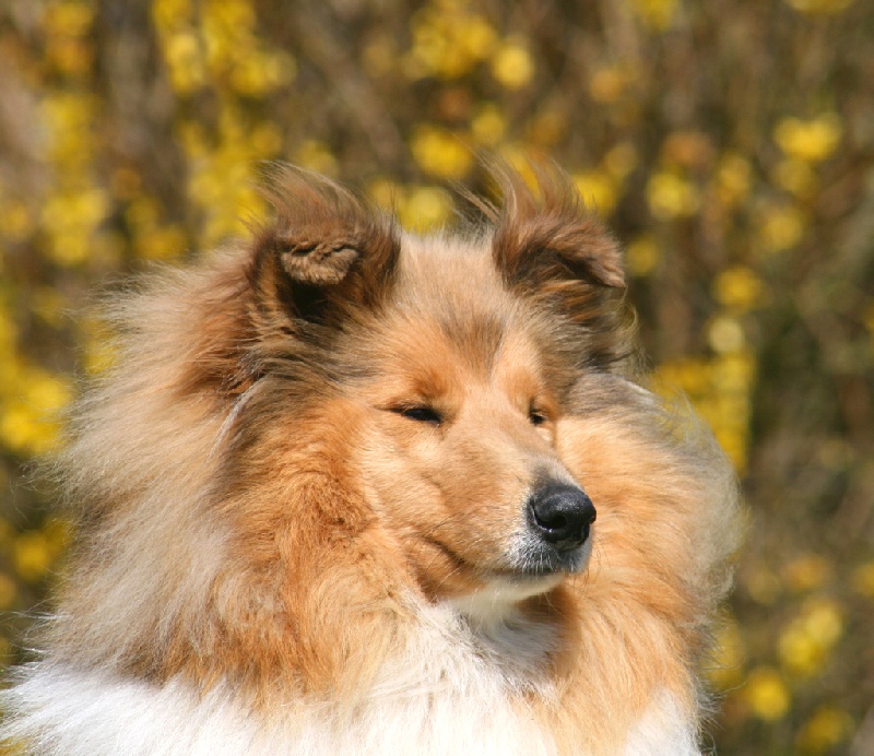 Chien Colley à poil long Athéna Blonde de De cabrenysset