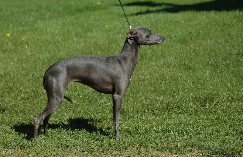 Chien Petit Levrier Italien CH. Diva italienne du domaine de Chanteloup