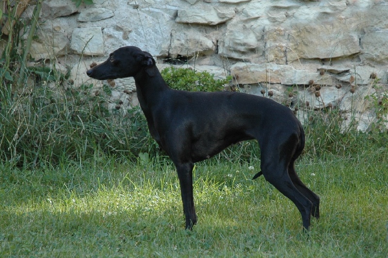 Chien Petit Levrier Italien Belle nana velluta du domaine de Chanteloup