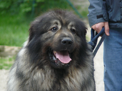 Chien Berger Yougoslave de Charplanina Efoly's Vouglan
