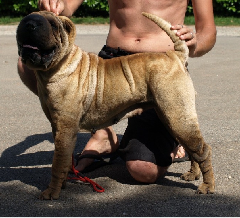 Chien Shar Pei Coco chanel de dame nature