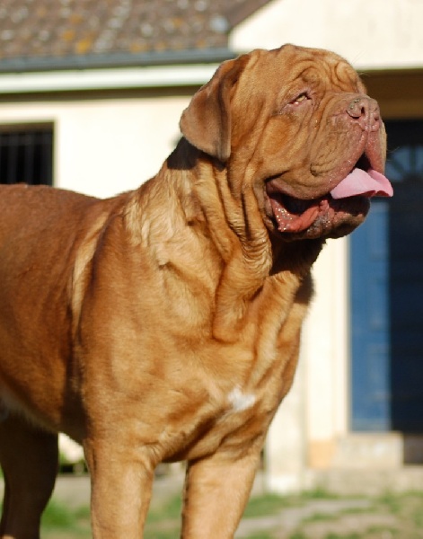 Chien Dogue de Bordeaux Ekatombe des Chênes d'argent