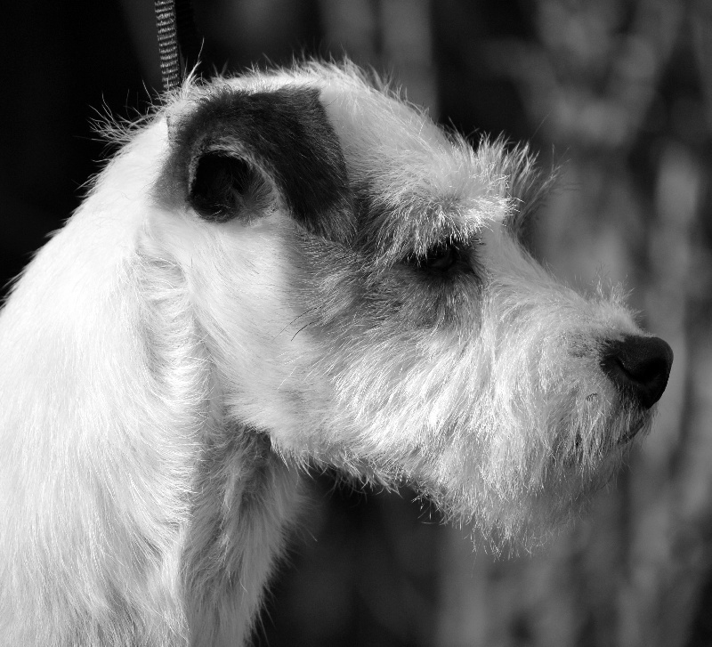 Chien Parson Russell Terrier CH. Every step you take du Grand Germancé