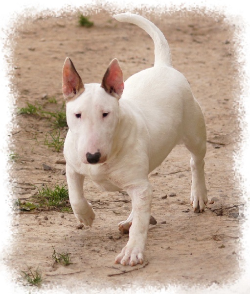 Chien Bull Terrier Flo des Gamins de Rubis