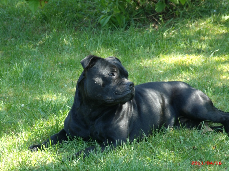 Chien Staffordshire Bull Terrier shades of blues Fly me to the moon