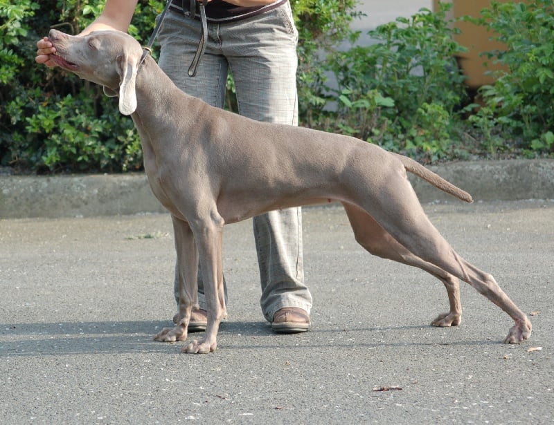 Chien Braque de Weimar Enjoy von silberweiss jäger