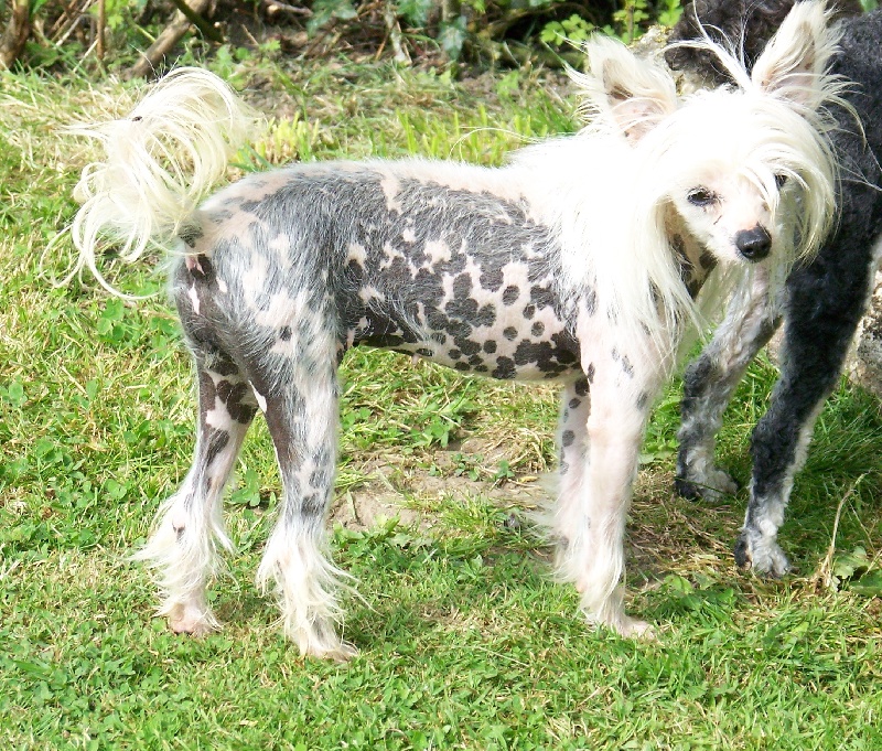 Chien Chien chinois à crête Dame blanche Du logis de beaumanoir