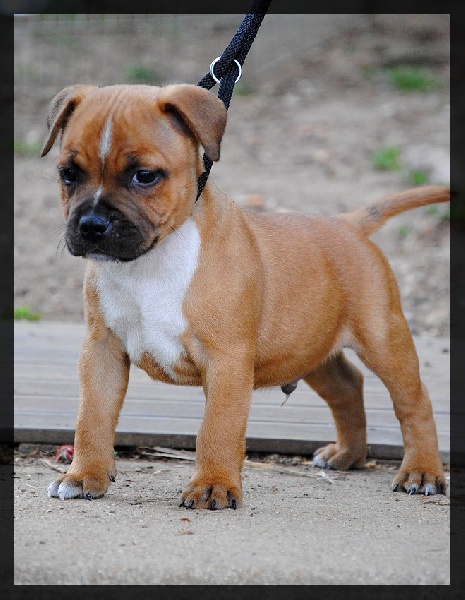 Chien Staffordshire Bull Terrier hot king staff Grifter