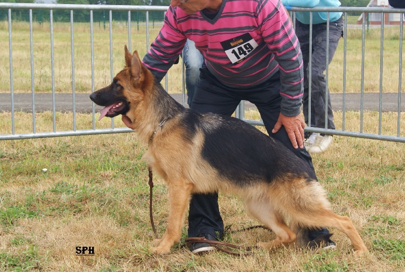 Chien Berger Allemand Lesly des Hauts de Fontaine