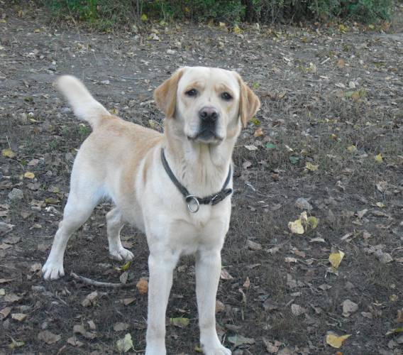 Chien Labrador Retriever Douglas De L'Etang De La Vallée