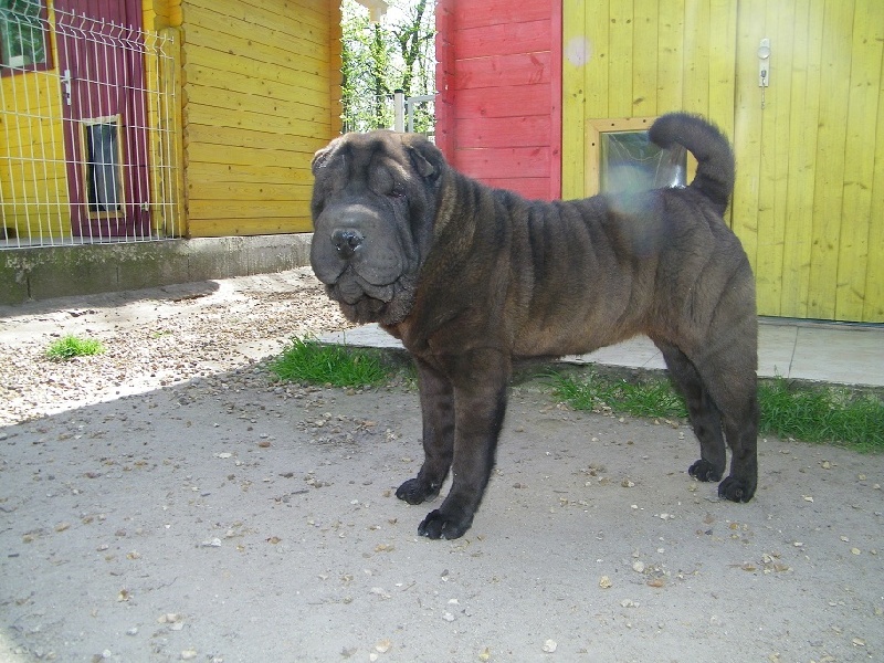 Chien Shar Pei Flora de l'empire de Siam