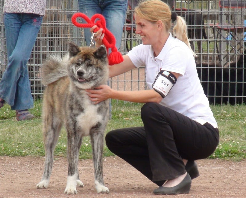Chien Akita F'ominakami'san de dan Jourdain
