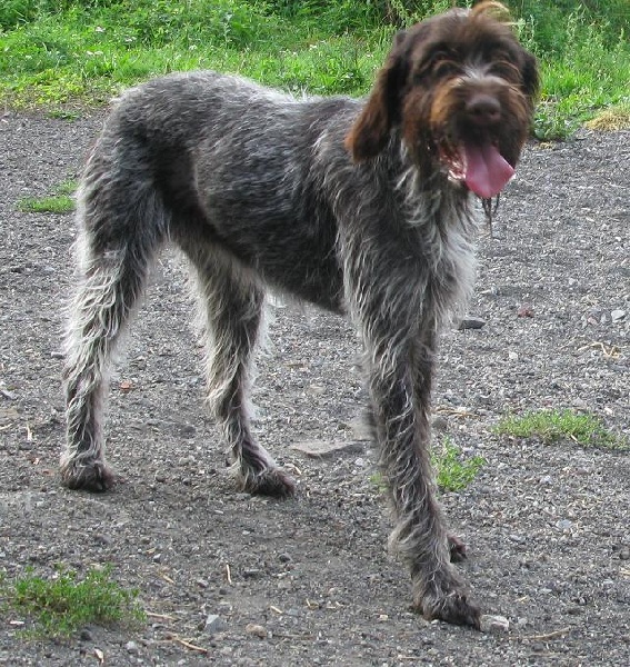 Chien Barbu tchèque Fidji du pont du riot d'Esnes