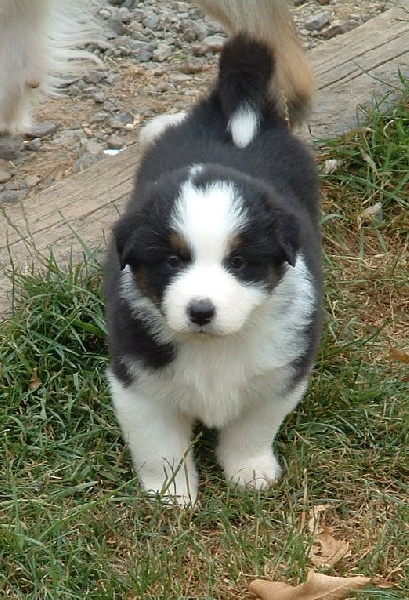 Chien Berger Australien Eternal bliss du Grand Germancé