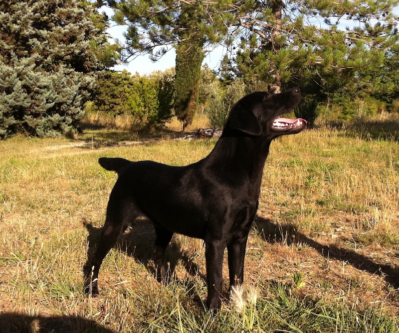 Chien Labrador Retriever Find me of park heaven