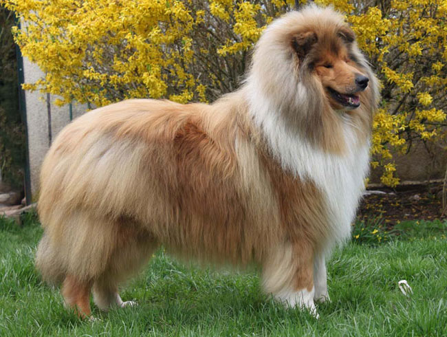 Chien Colley à poil long Fahrenheit absolute of Lowlands Green Valley