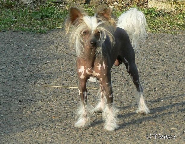 Chiot - Elevage Exotic Spirit - Eleveur de Chiens Chinois à Crête LOF