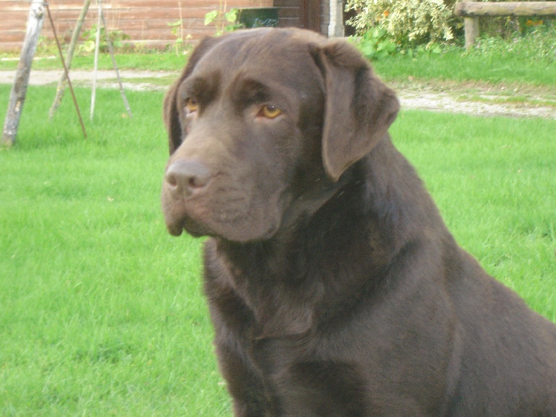 Chien Labrador Retriever Every day miodyca (Sans Affixe)