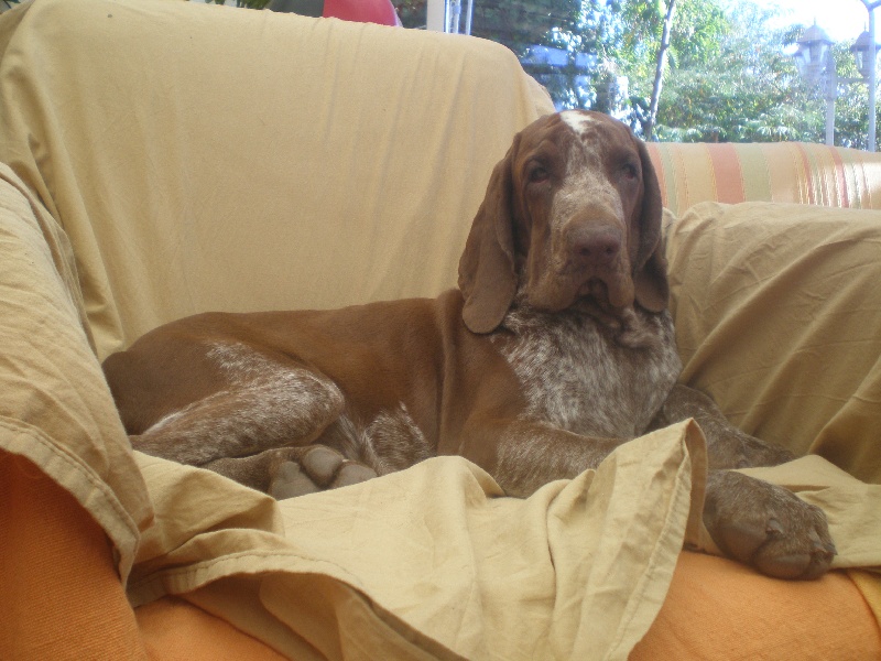 Chien Braque Italien Gionni de la colline du bosc