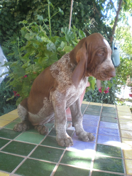 Chien Braque Italien Geisha de la colline du bosc
