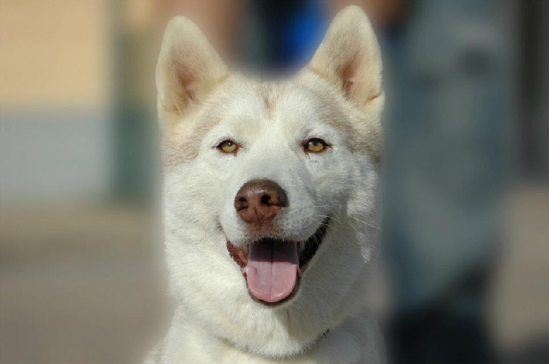 Chien Siberian Husky CH. Oumiak's Brandy daisy