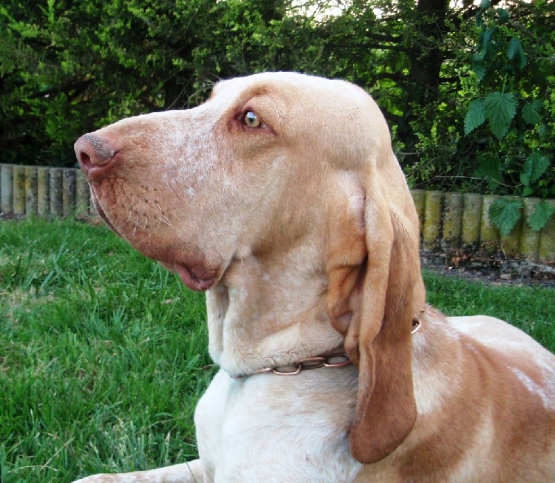 Chien Braque Italien TR. CH. Etna di Casa Nardini