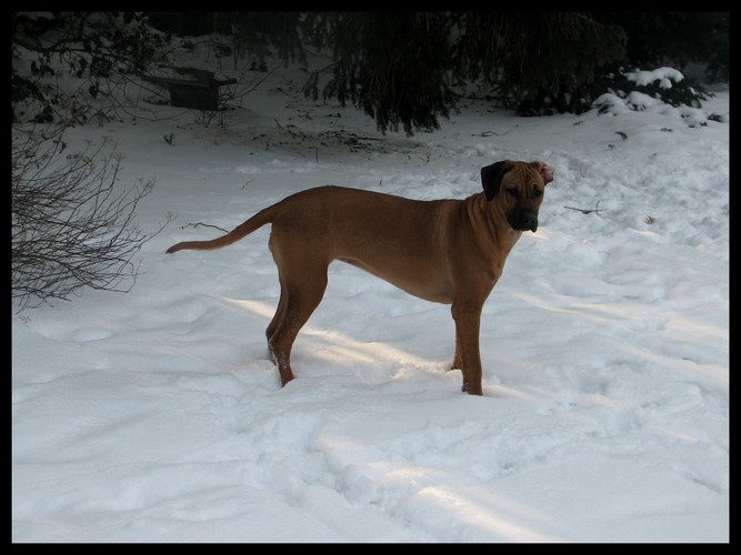 Chien Rhodesian Ridgeback Gana Du Domaine D'adéane