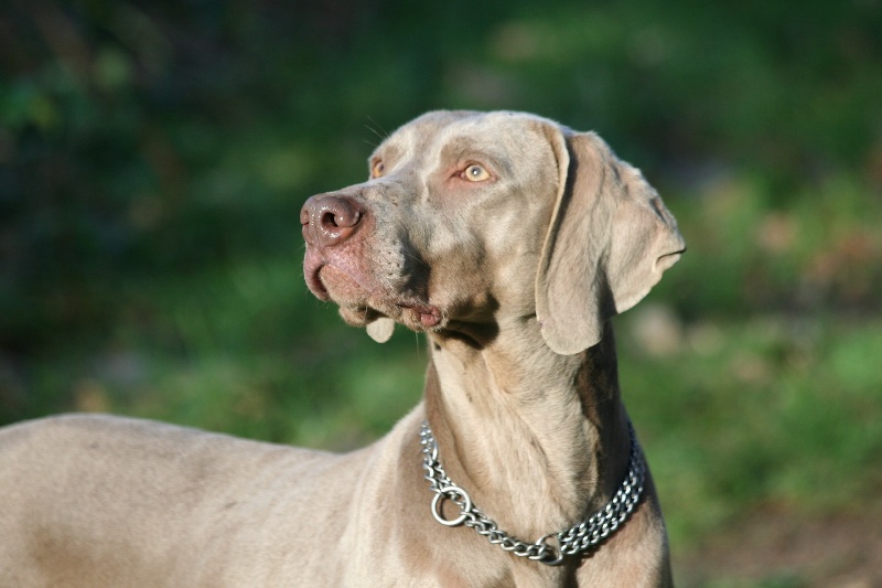 Chien Braque de Weimar Douchka De beaudribos