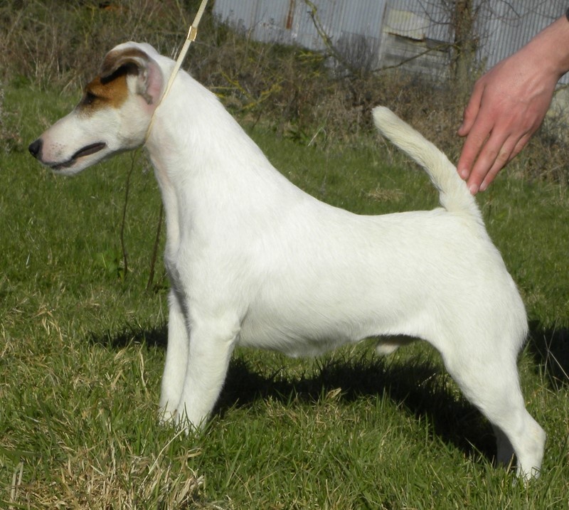 Chien Fox Terrier Poil lisse Frenchfox Frosty