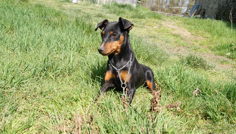 Chien Pinscher nain Gladiator Des Pinscheboules