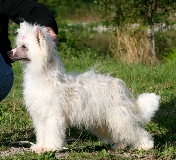Chien Chien chinois à crête Fabulous césar de l'eden des chérubins