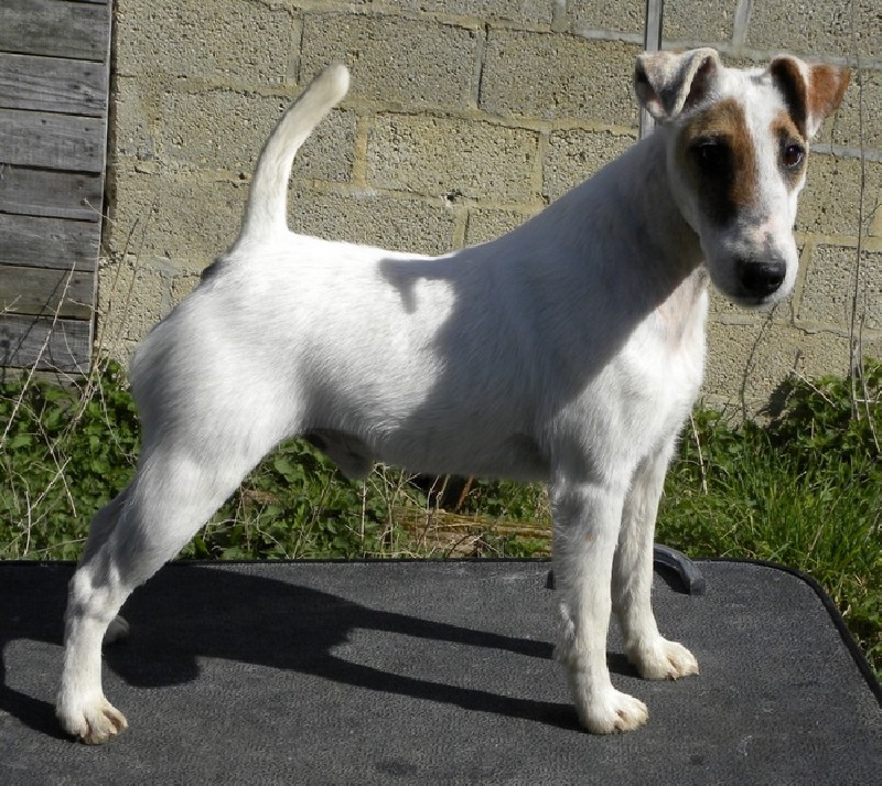 Chien Fox Terrier Poil lisse CH. Goldfinger van grauland