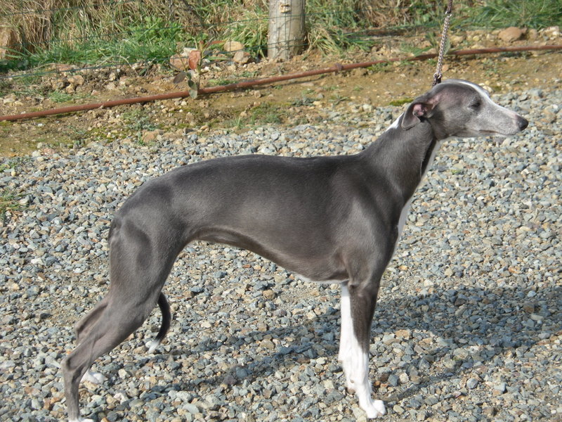 Chien Whippet Jacky's Smiling Danube bleue