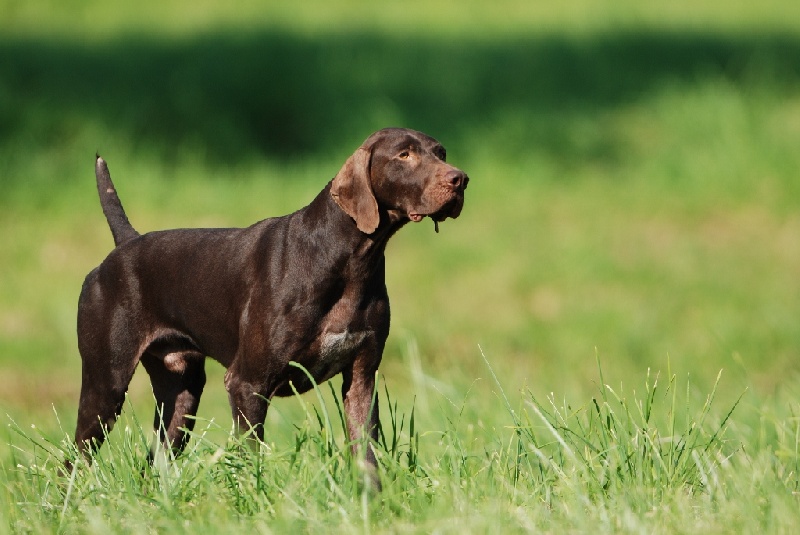 Chien - Elevage des Granges de la Dombes - eleveur de chiens Braque ...