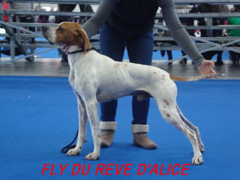 Chien Pointer Fly du reve d'alice
