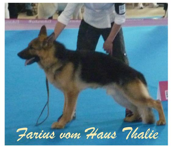 Chien Berger Allemand Farius Vom haus thalie