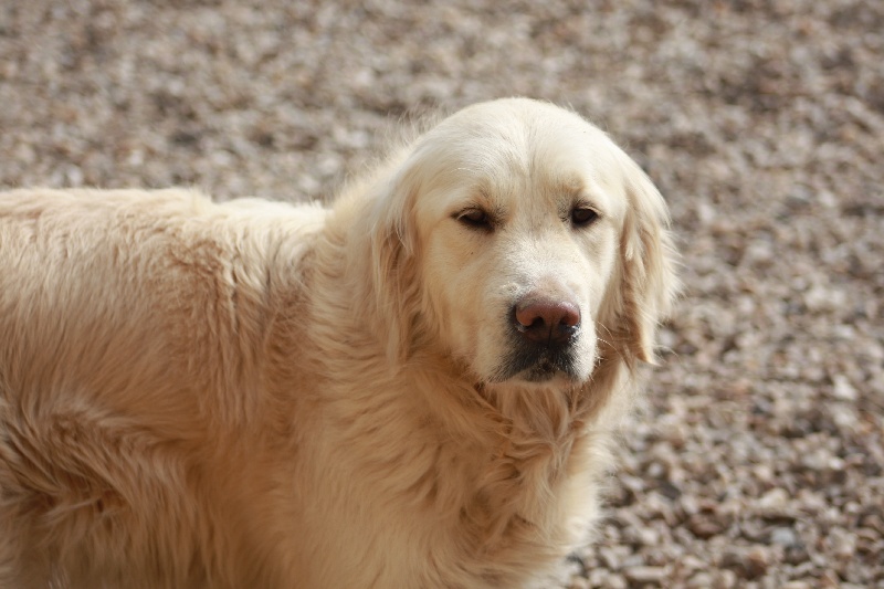 Chien Golden Retriever Eden du Mas de Valaurine