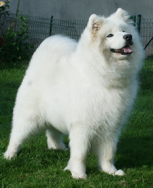 Chien Samoyède Visby vénus du Domaine de Merlin