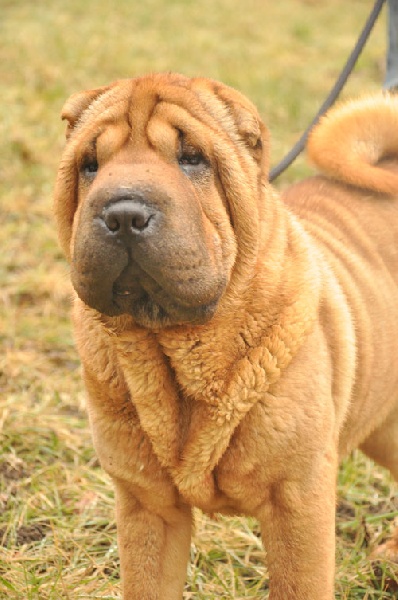 Chien Shar Pei Garbage the Crazy Monkey