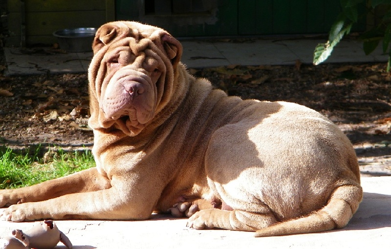 Chien Shar Pei Entheas du Royaume d'Aragone
