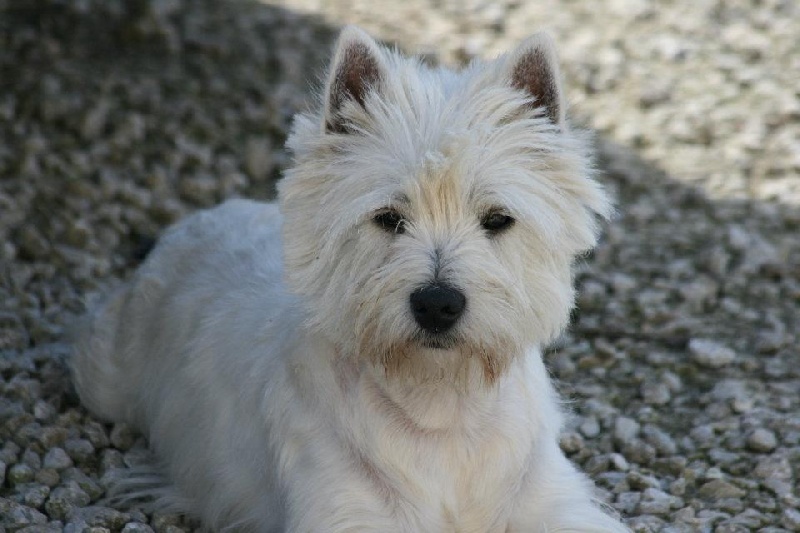 Chien West Highland White Terrier Fairy du Domaine D'Eily